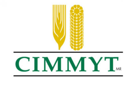 CIMMYT_logo - CGNET